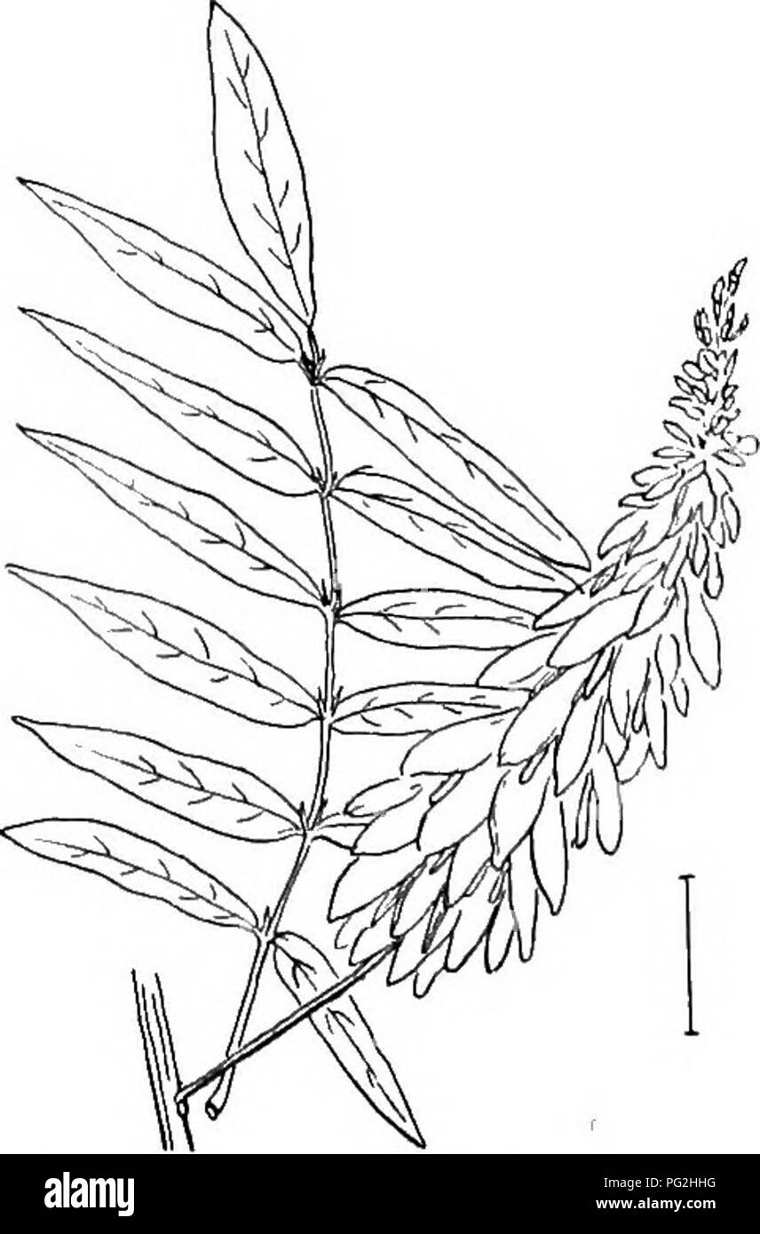 Figure 109 depicts the Downy Amorpha (Amorpha fruticosa), a loose, airy ...