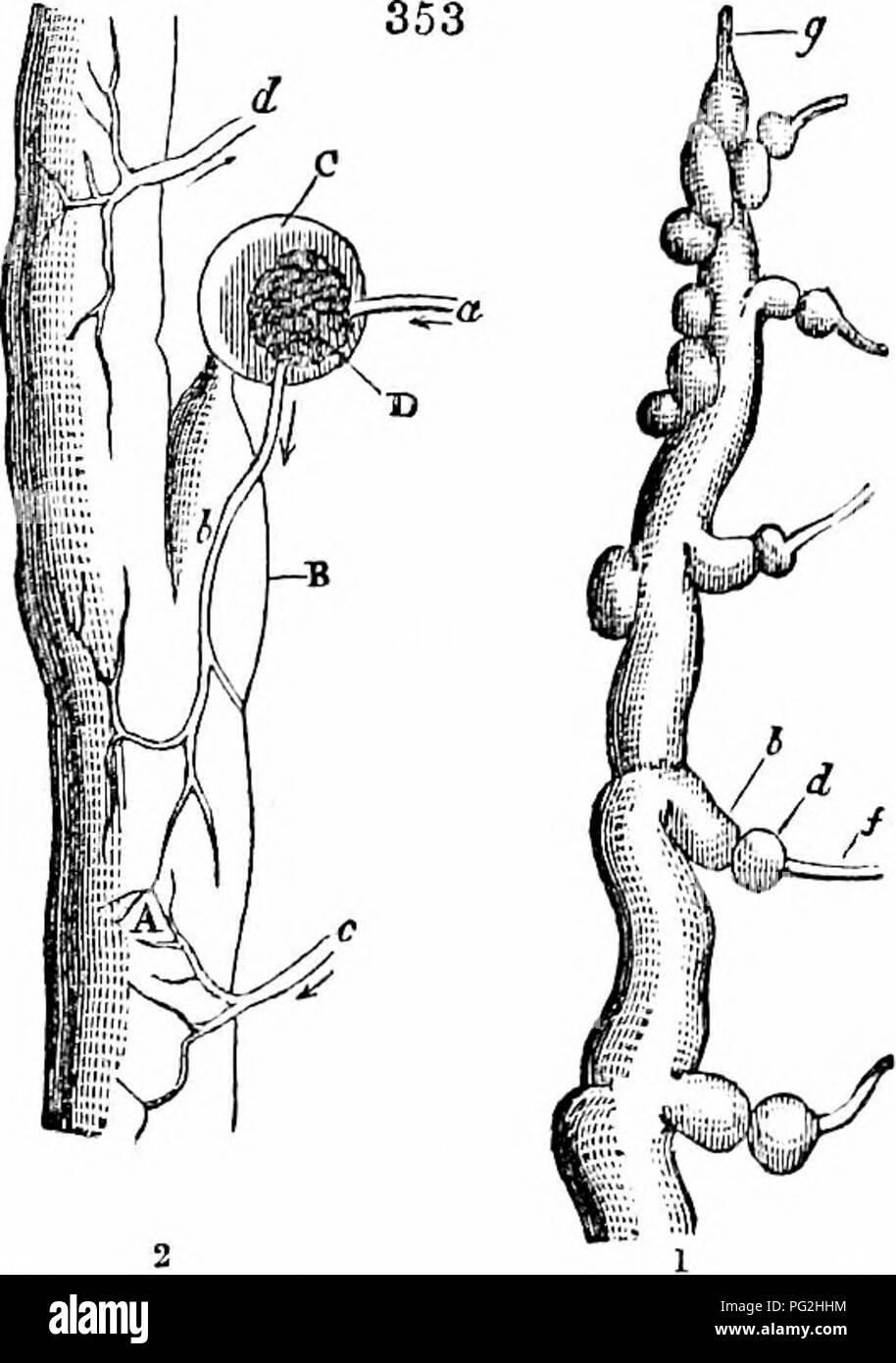 The anatomy of fish kidneys is discussed, noting their reddish-brown ...