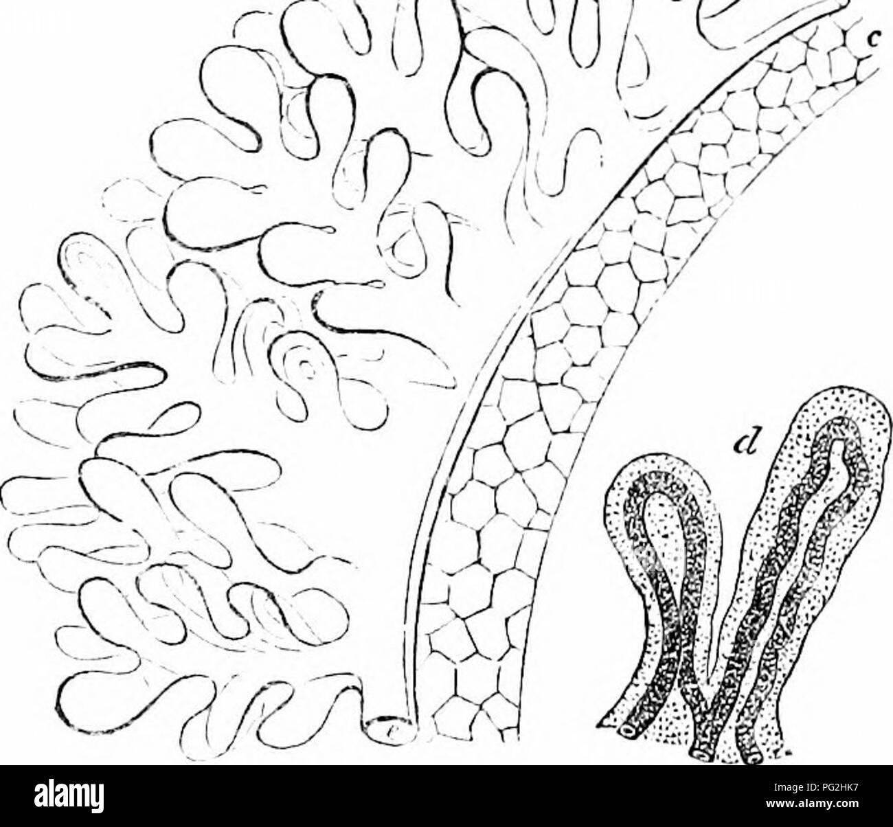 . On the anatomy of vertebrates. Vertebrates; Anatomy, Comparative ...