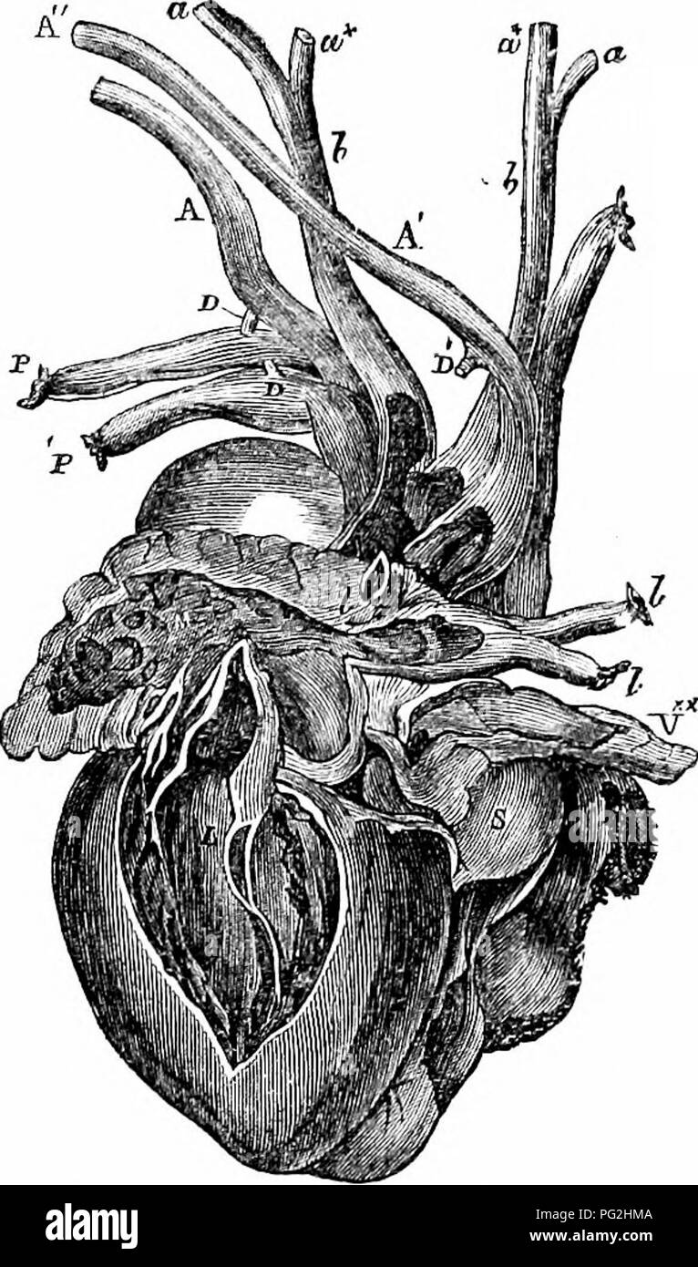 Reptile Heart Anatomy The Anatomy Of The Reptilian Heart
