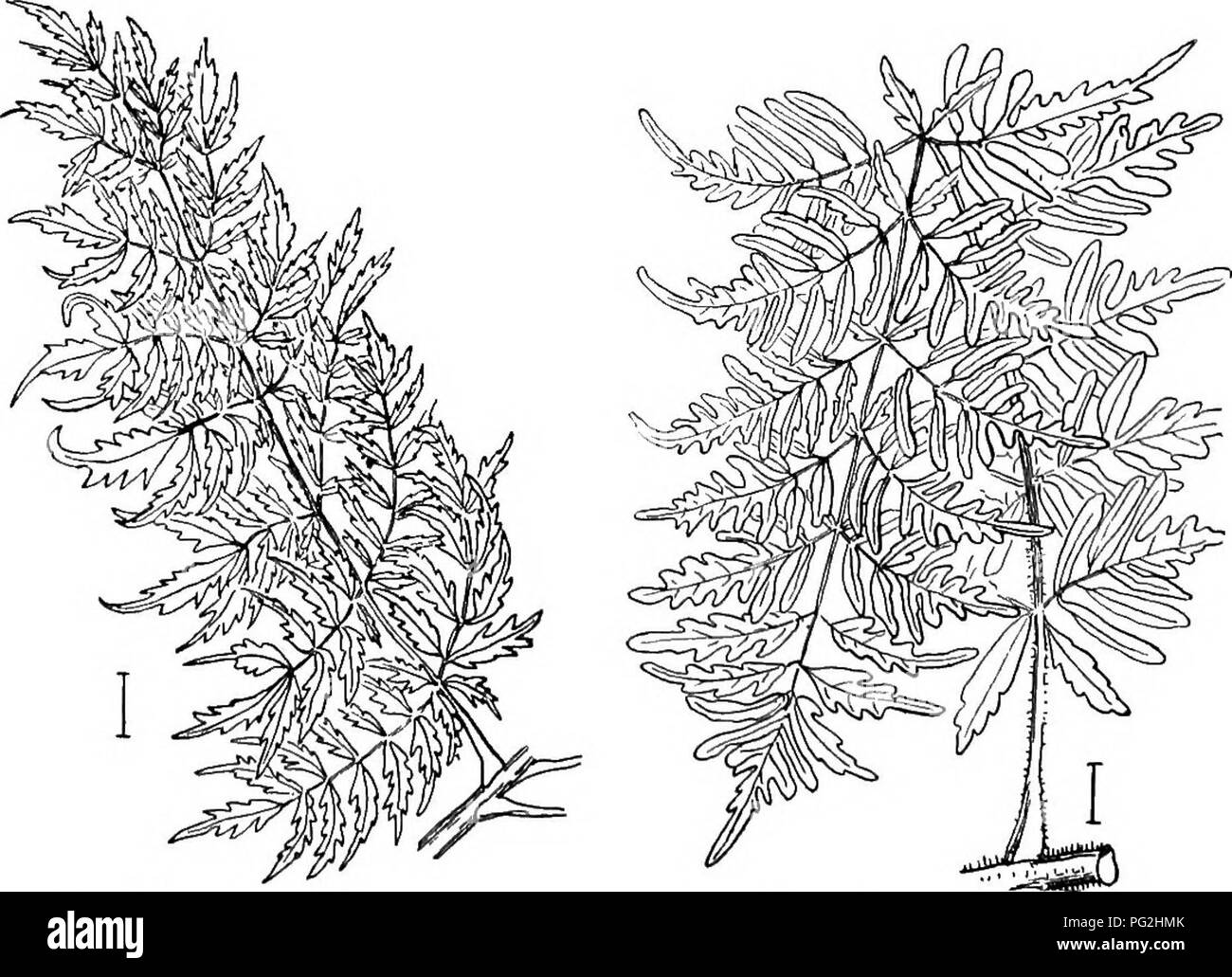 Cut shrubs Black and White Stock Photos & Images - Alamy