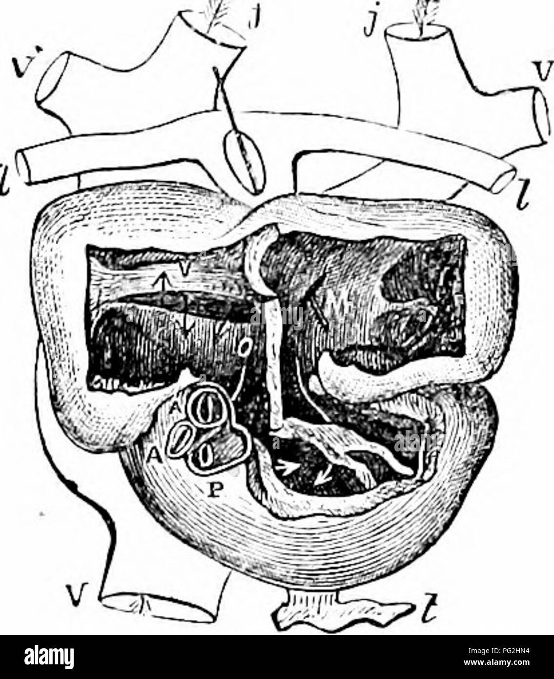 . On the anatomy of vertebrates. Vertebrates; Anatomy, Comparative ...