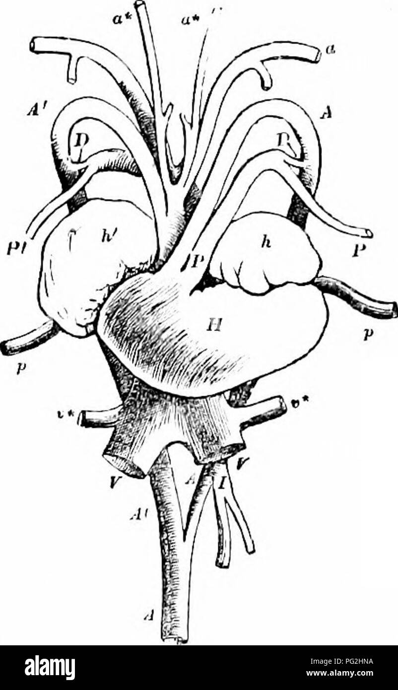 This 1866 work provides detailed anatomical descriptions of vertebrates ...