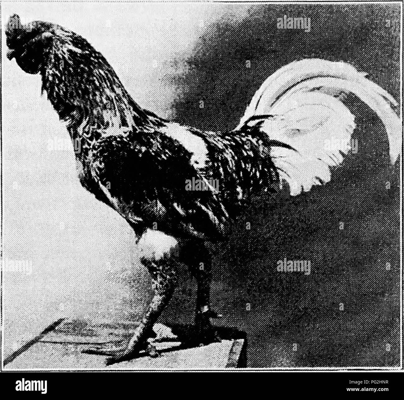 This guide covers various poultry breeds, focusing on the Red-Laced ...