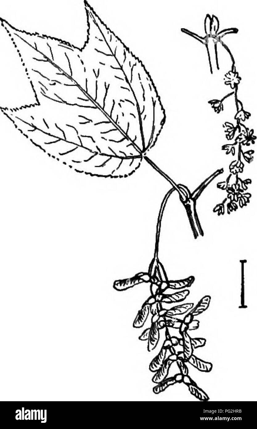 This guide to ornamental shrubs in the United States provides detailed ...