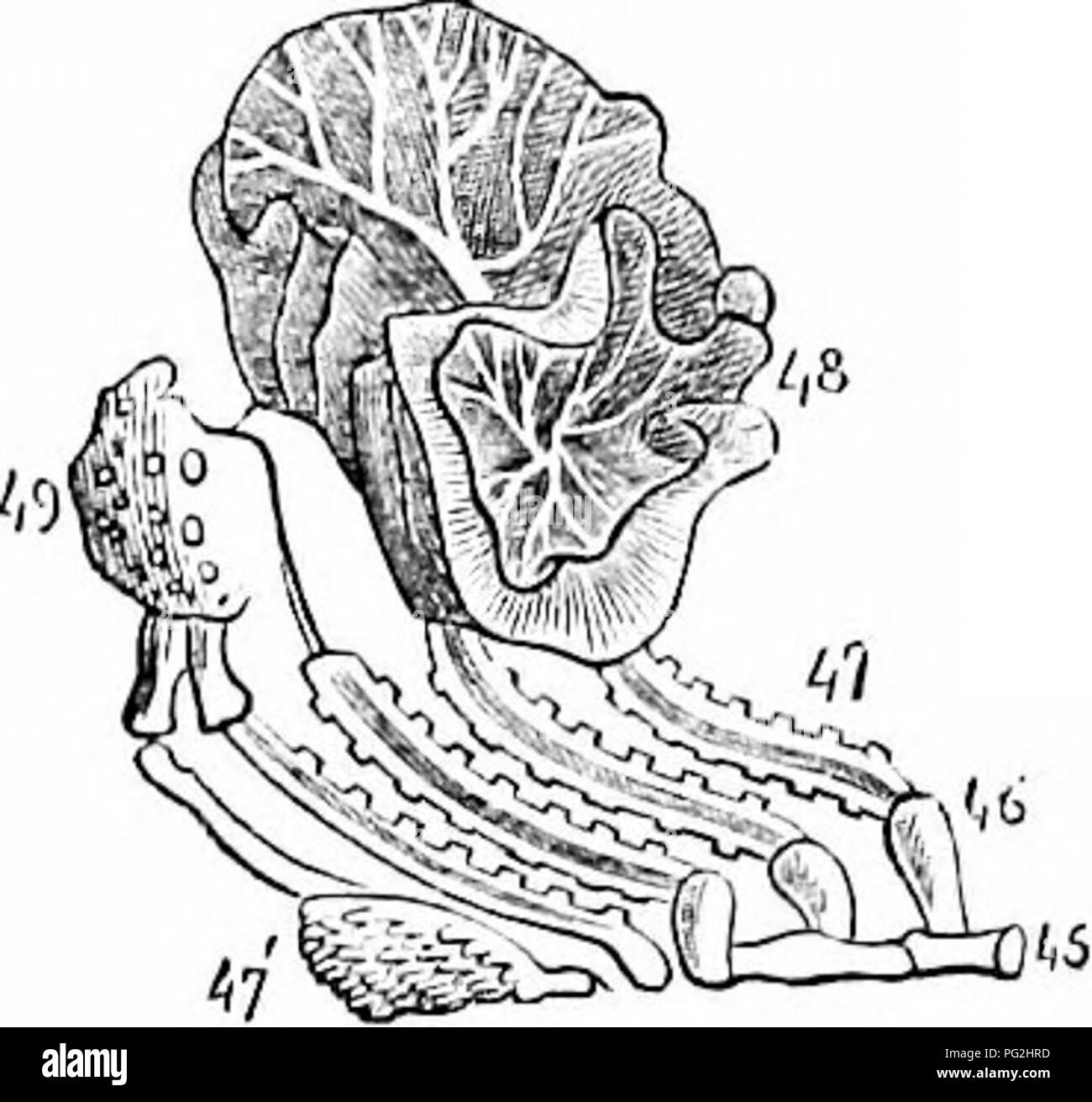 Branchial plates hi-res stock photography and images - Alamy