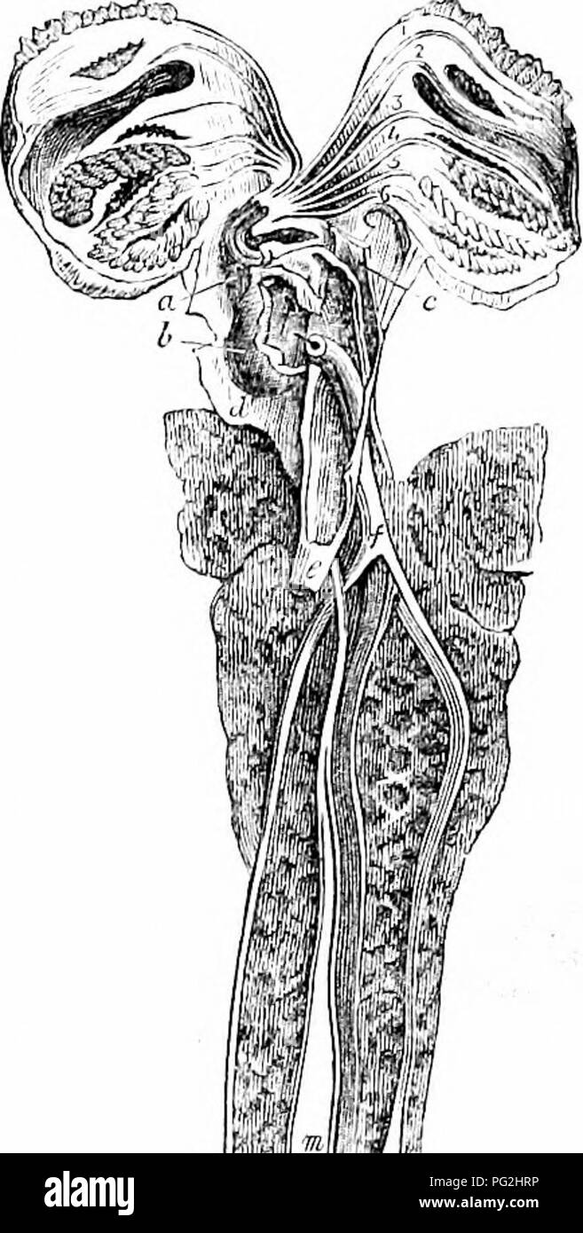 Bones of trunk anatomy hi-res stock photography and images - Alamy