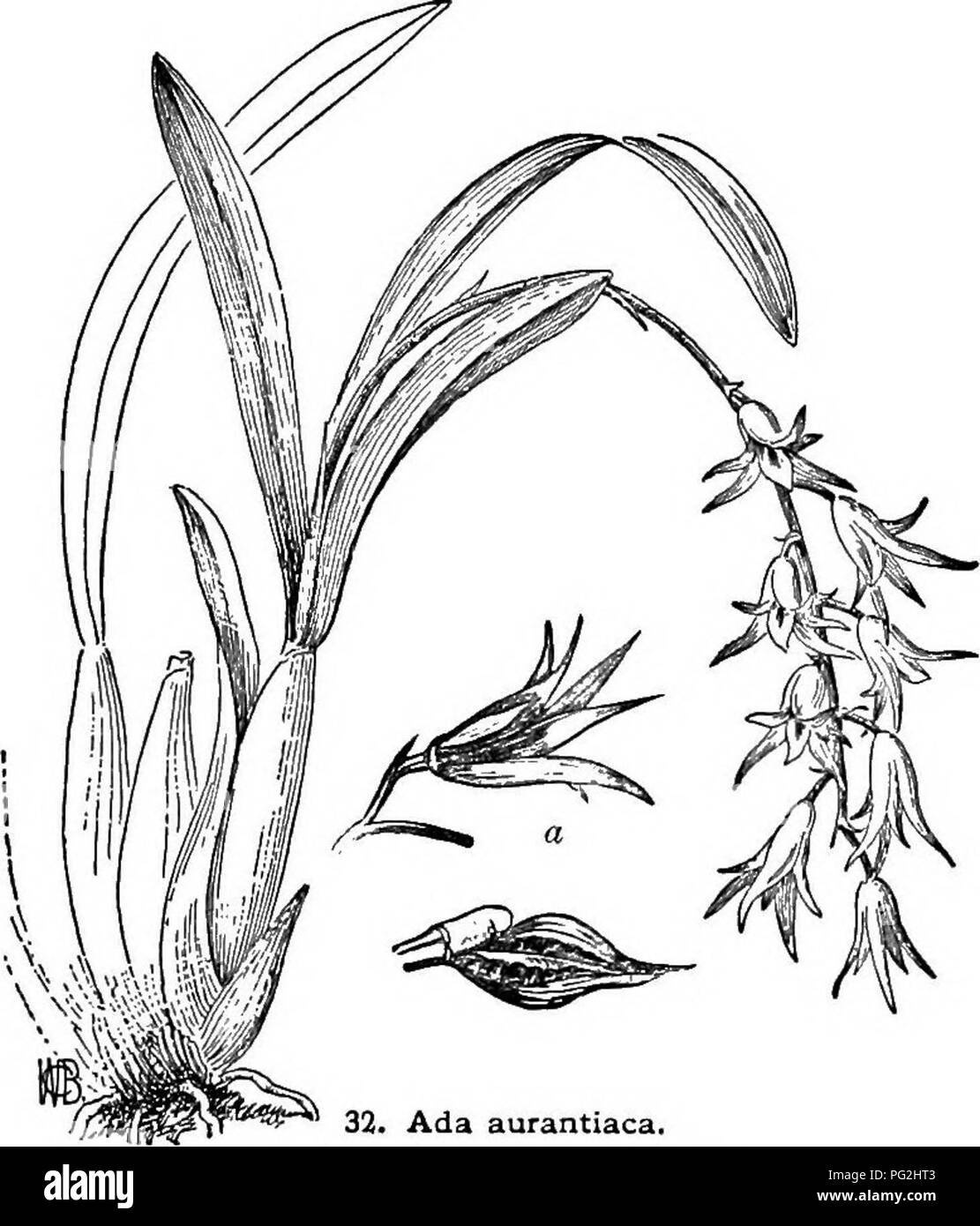 Palms and ferns of india hi-res stock photography and images - Alamy