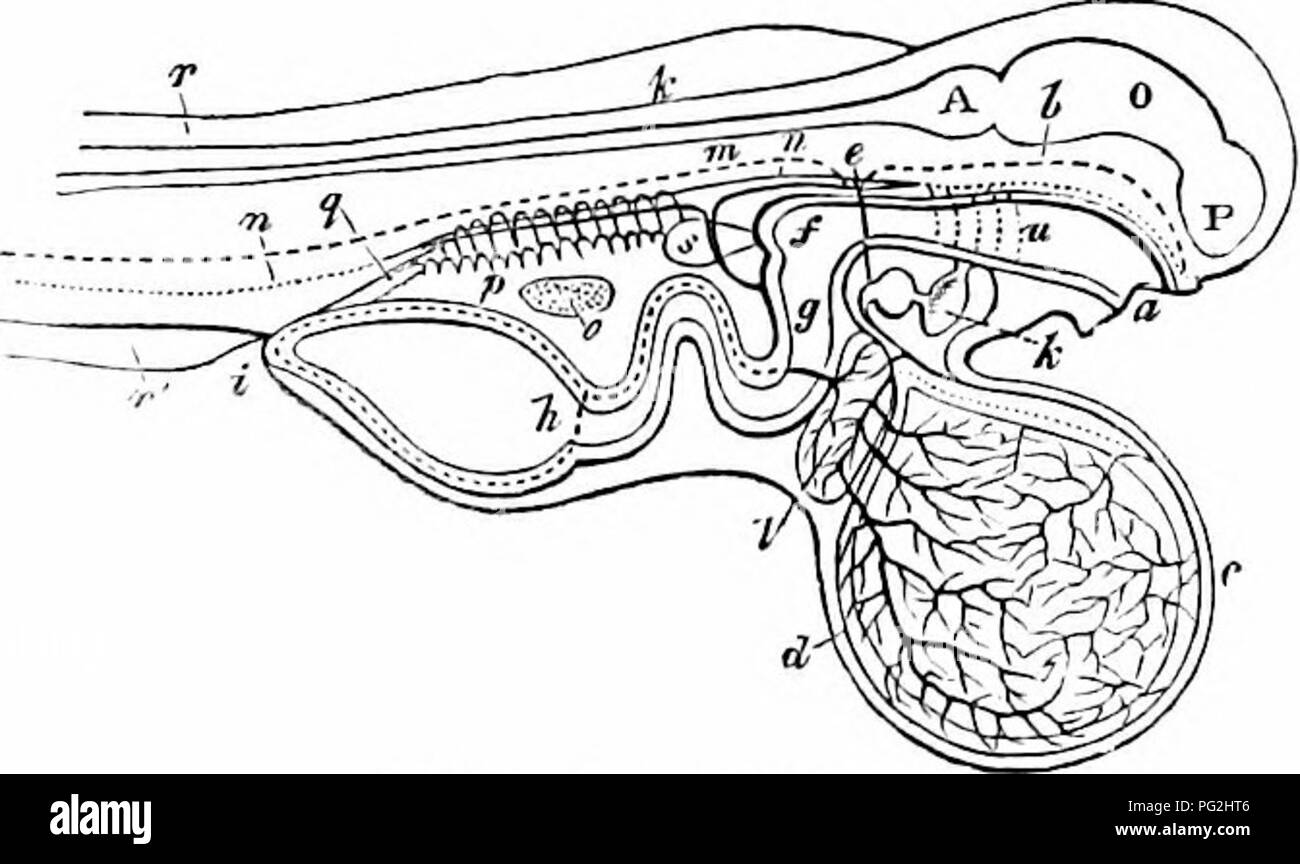 This work offers a detailed examination of the anatomy of vertebrates ...