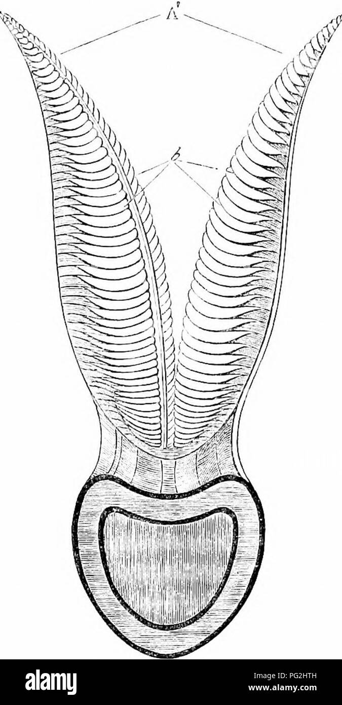 This text from 1866 discusses the structure of gills in various ...
