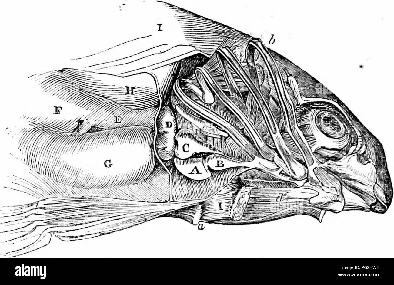 A detailed study of vertebrate anatomy, exploring the physiological ...