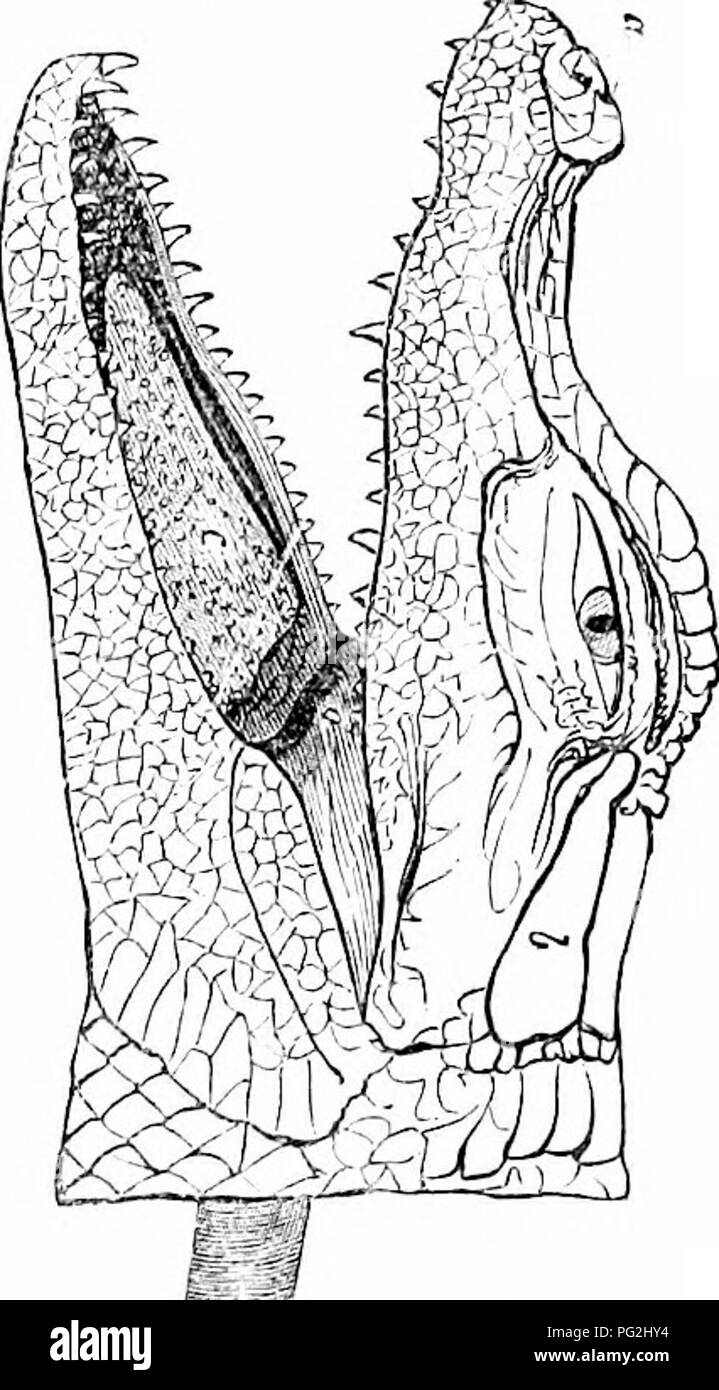 This work discusses the comparative anatomy of the alimentary canal in ...