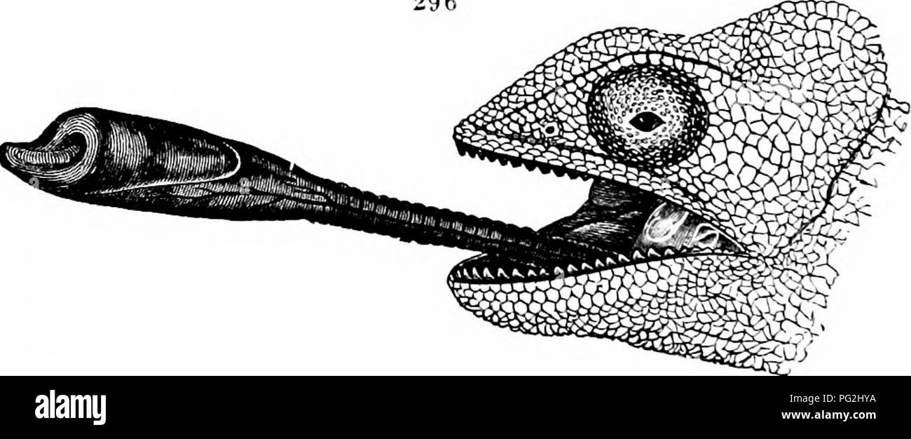 Glossus hi-res stock photography and images - Alamy