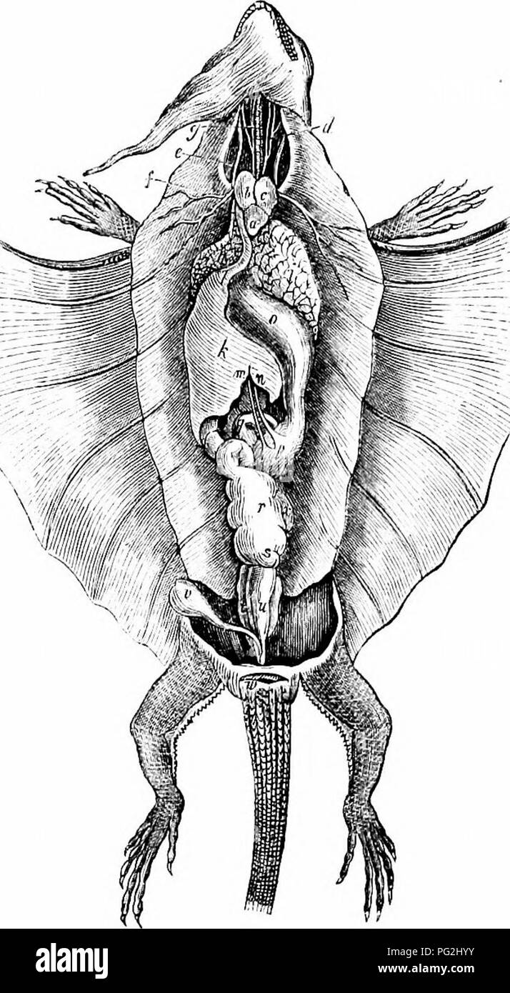 This text explores the anatomy of reptiles, specifically their ...