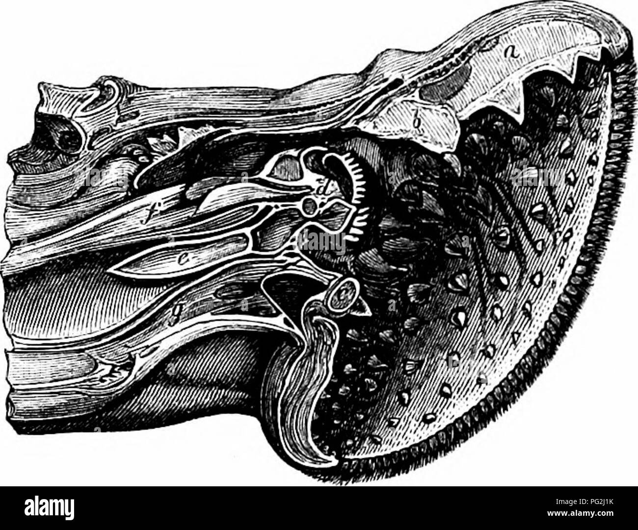 This comprehensive work on vertebrate anatomy, published in 1866 ...