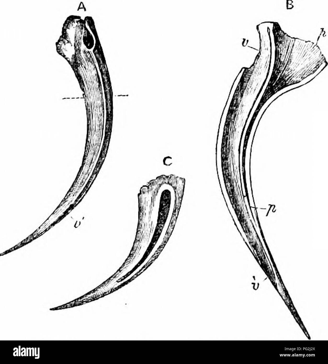 This work provides an in-depth analysis of vertebrate anatomy, focusing ...