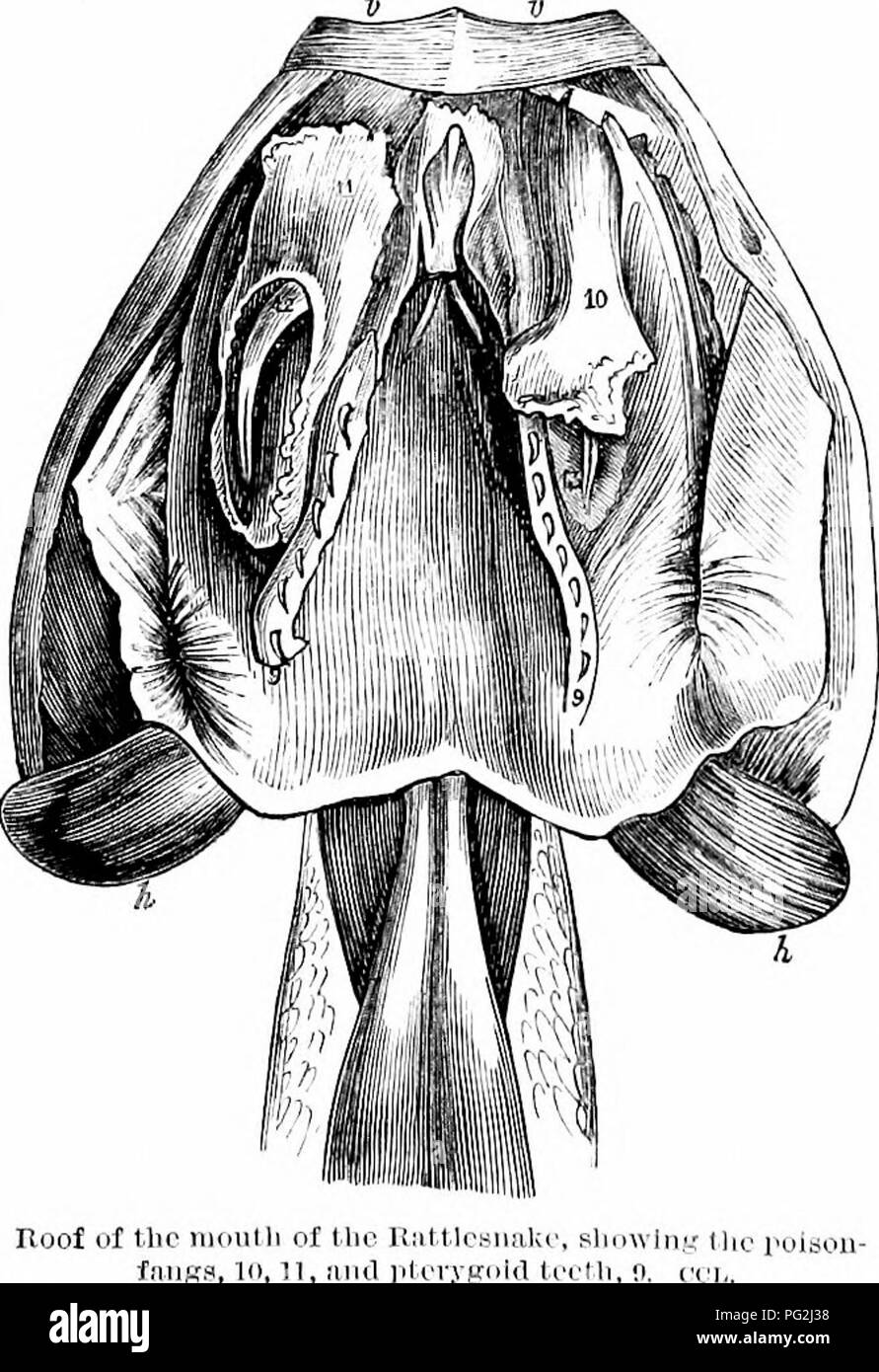 This comparative anatomy study focuses on the dentition and tooth ...