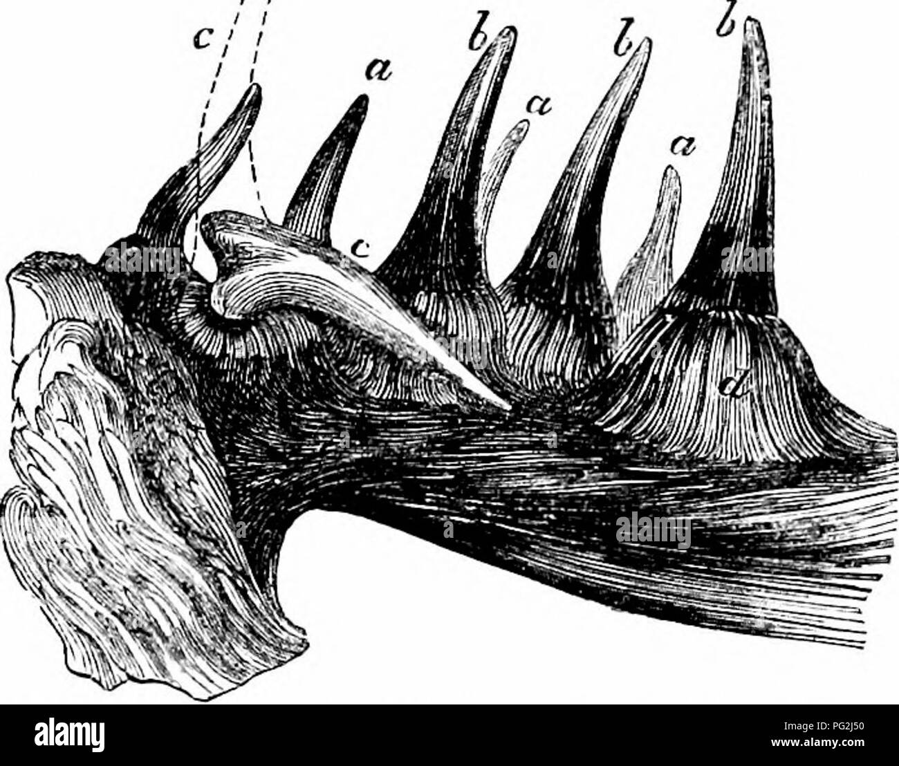 This 1866 work focuses on the comparative anatomy of vertebrates ...