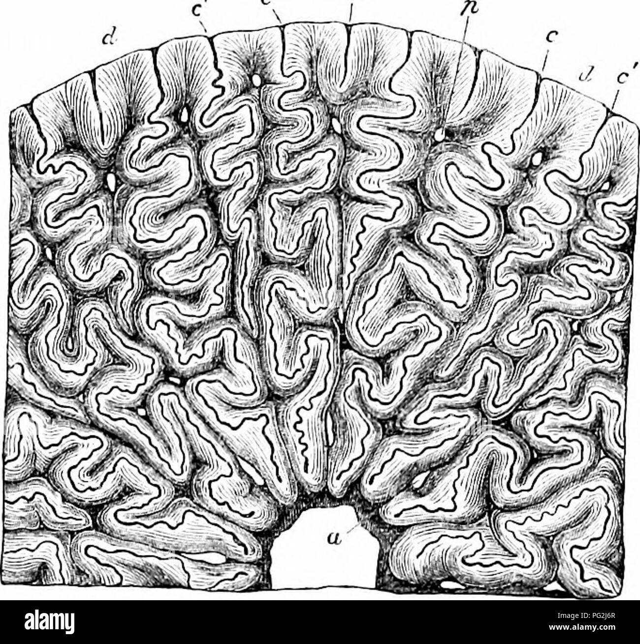 Third set of teeth hi-res stock photography and images - Alamy