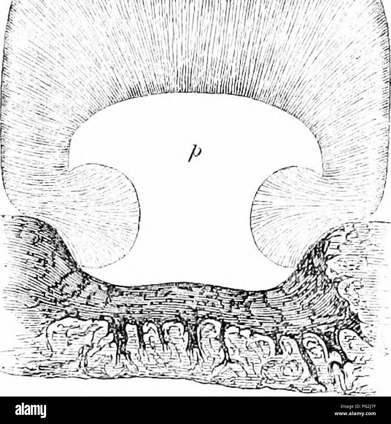 This section from 'On the anatomy of vertebrates' discusses the dental ...