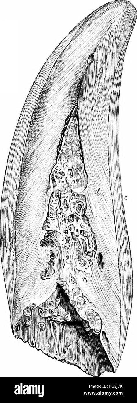 This image depicts the tooth of a Cachalot (sperm whale) at half ...