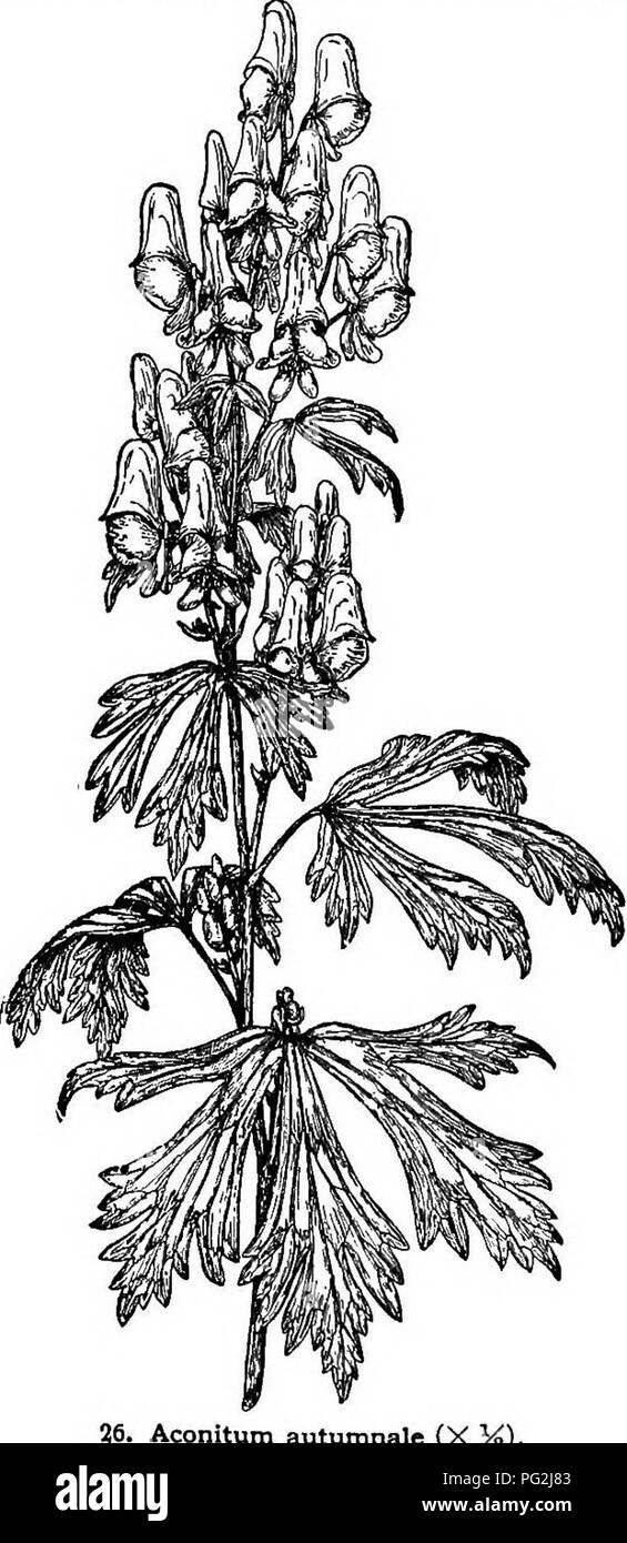 Slender blue flowers Black and White Stock Photos & Images - Alamy