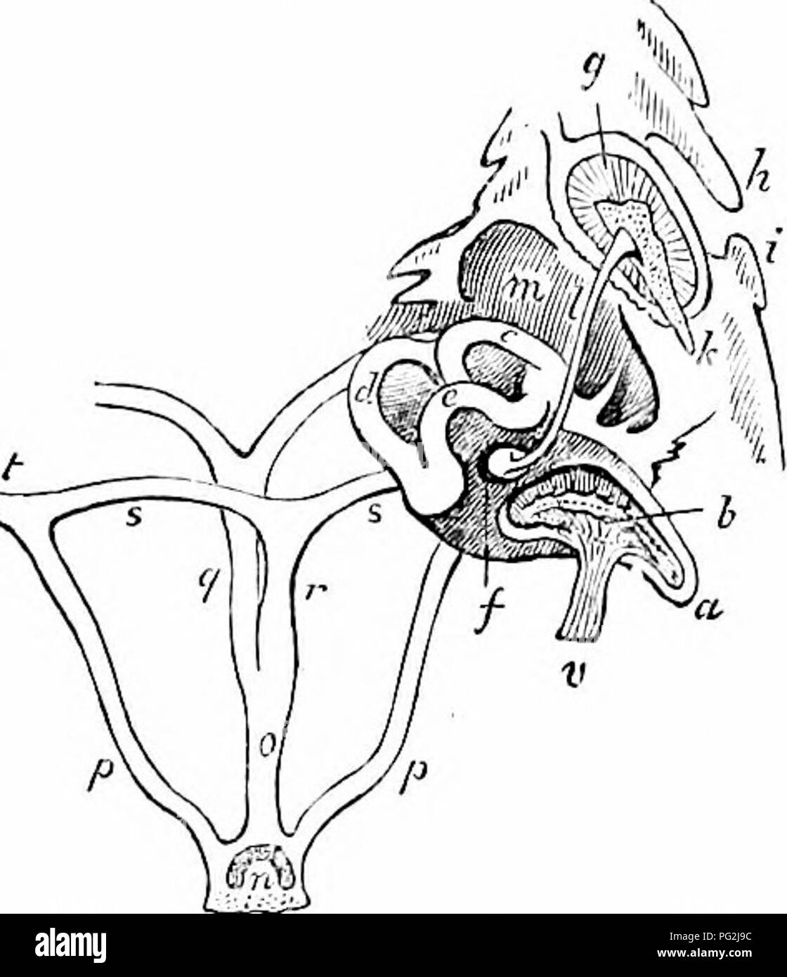 This work on vertebrate anatomy explores the structure of the auditory ...