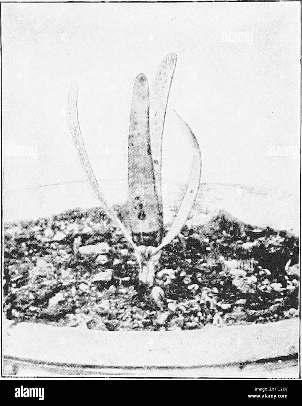 This research on gymnosperms explores the morphology of plants like ...