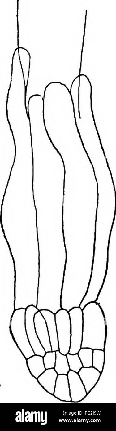 Ephedra plant Black and White Stock Photos & Images - Alamy