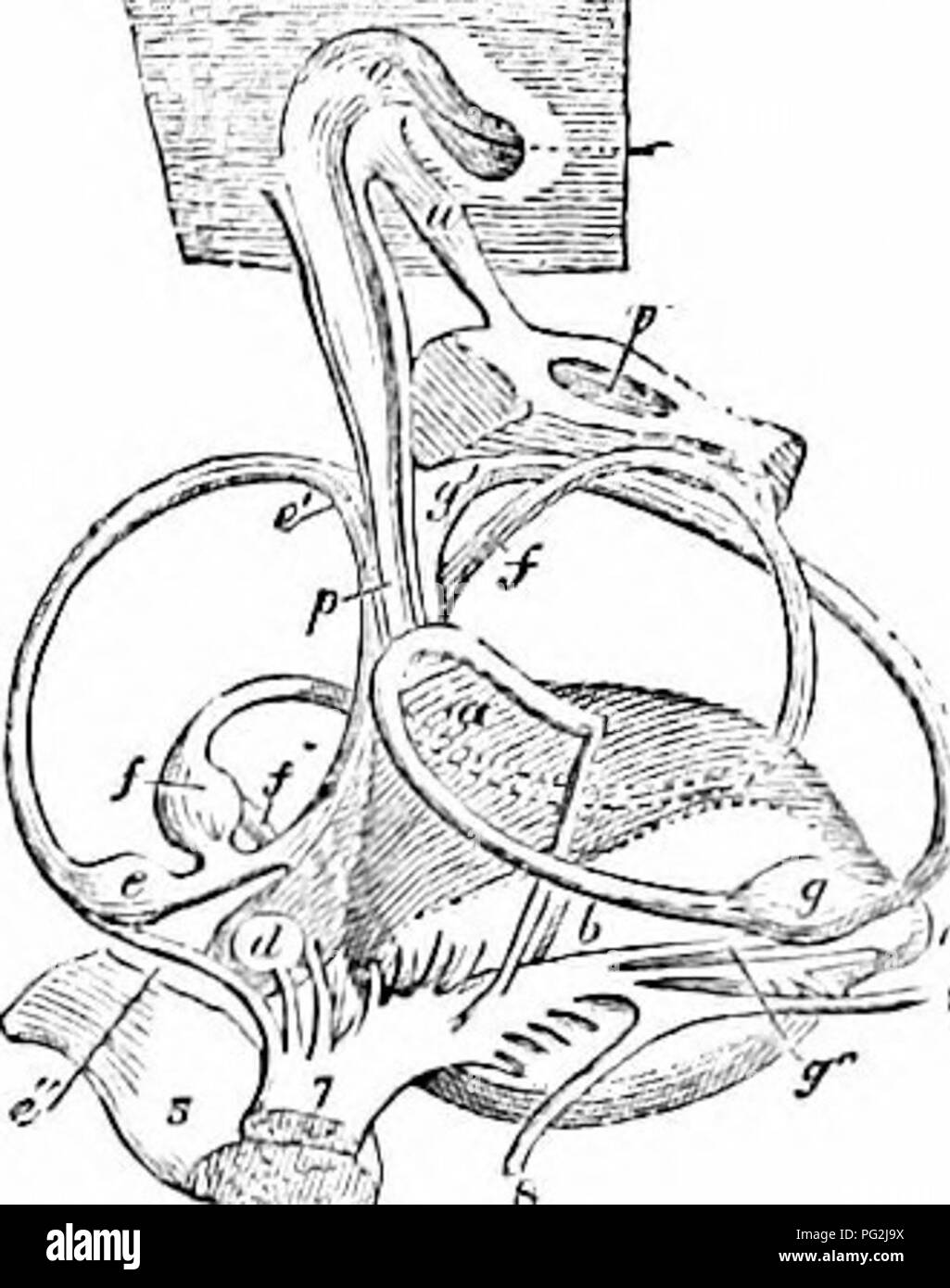 Membranous labyrinth hi-res stock photography and images - Alamy