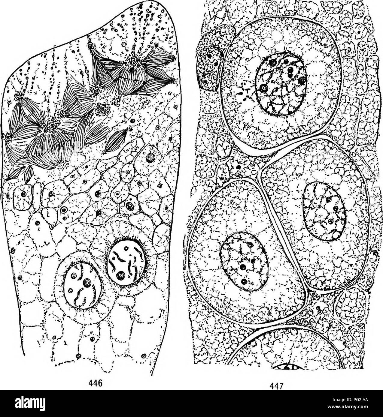 . Morphology of gymnosperms. Gymnosperms; Plant morphology. GNETALES ...
