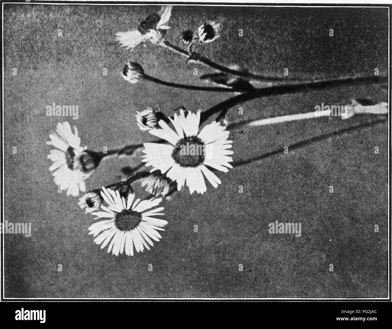 This guide provides a month-by-month breakdown of garden plants ...