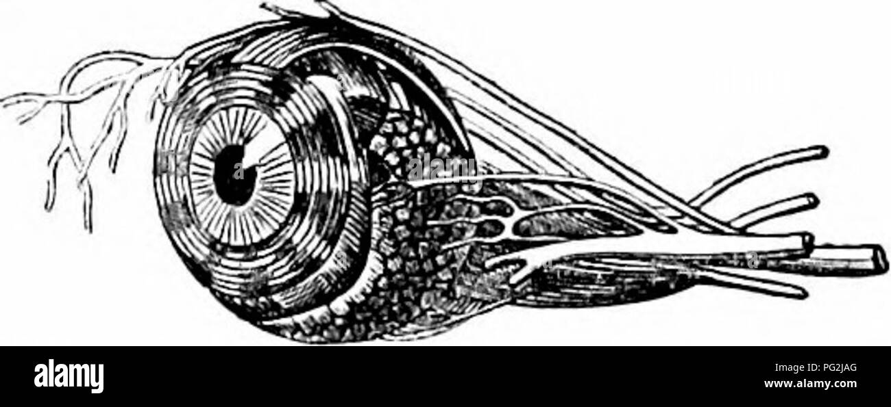 This 1866 section from 'On the Anatomy of Vertebrates' by Richard Owen ...