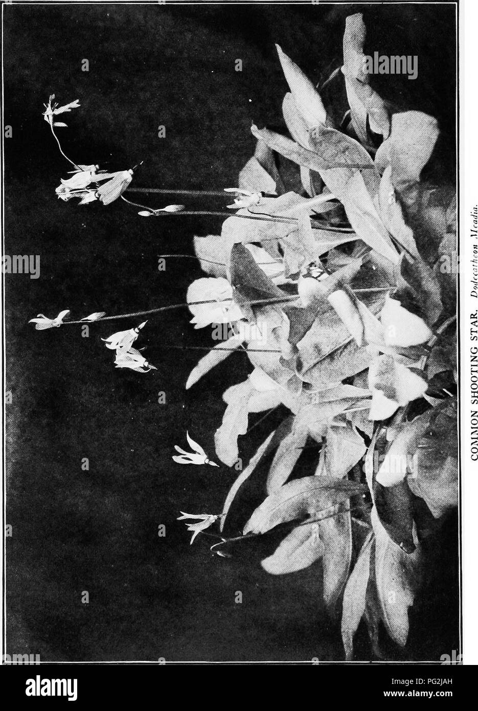 . The garden month by month; describing the appearance, color, dates of ...