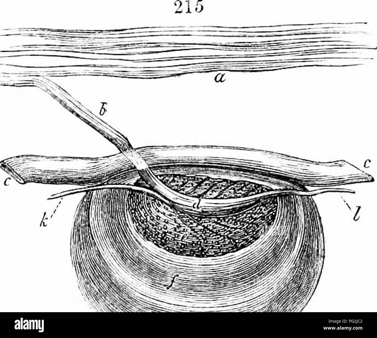 Common torpedo hi-res stock photography and images - Alamy