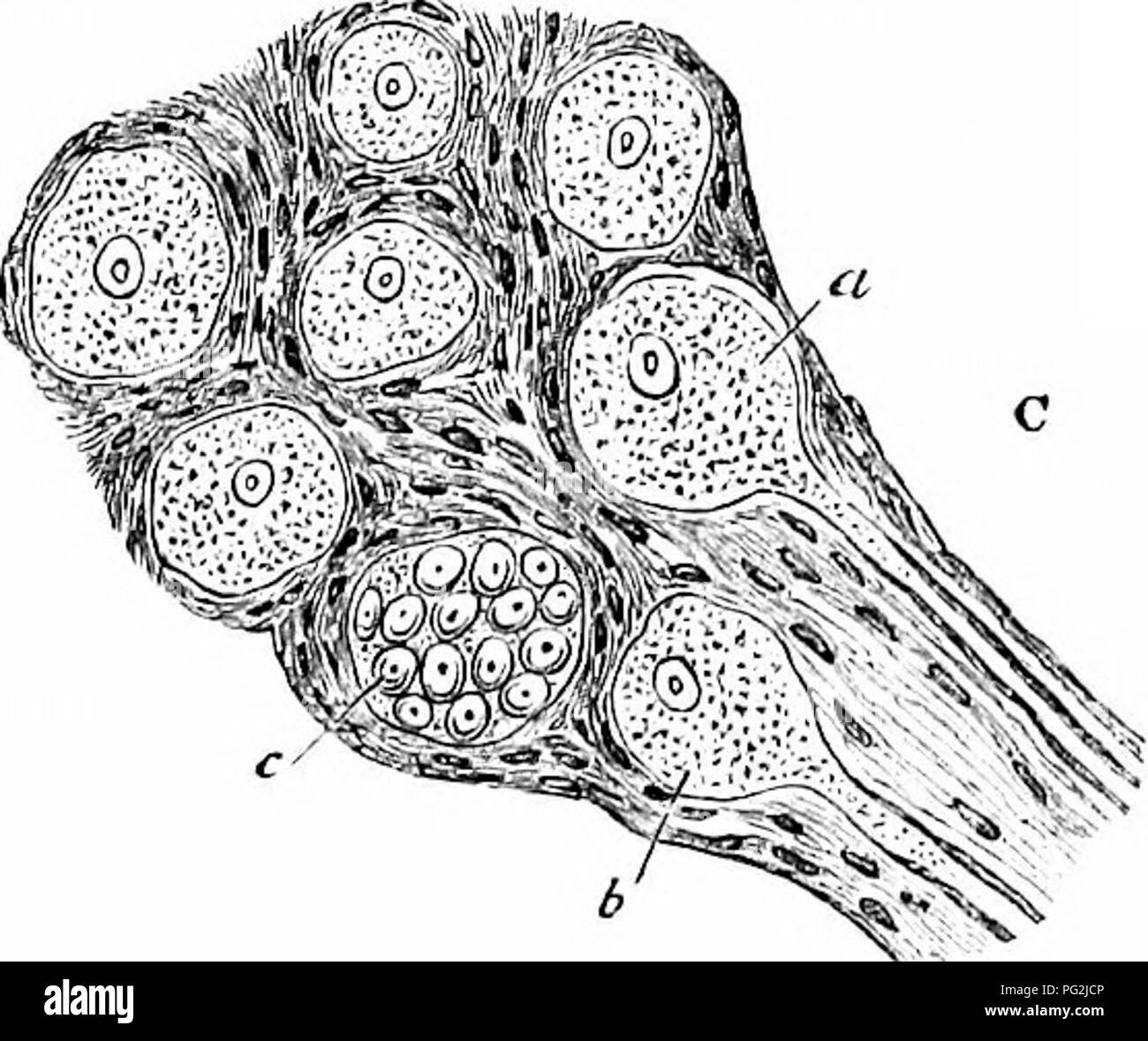 . On the anatomy of vertebrates. Vertebrates; Anatomy, Comparative ...
