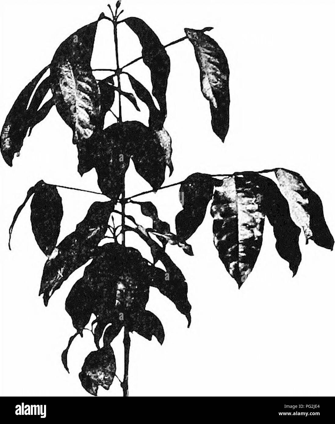 . Morphology of gymnosperms. Gymnosperms; Plant morphology. 37 ...