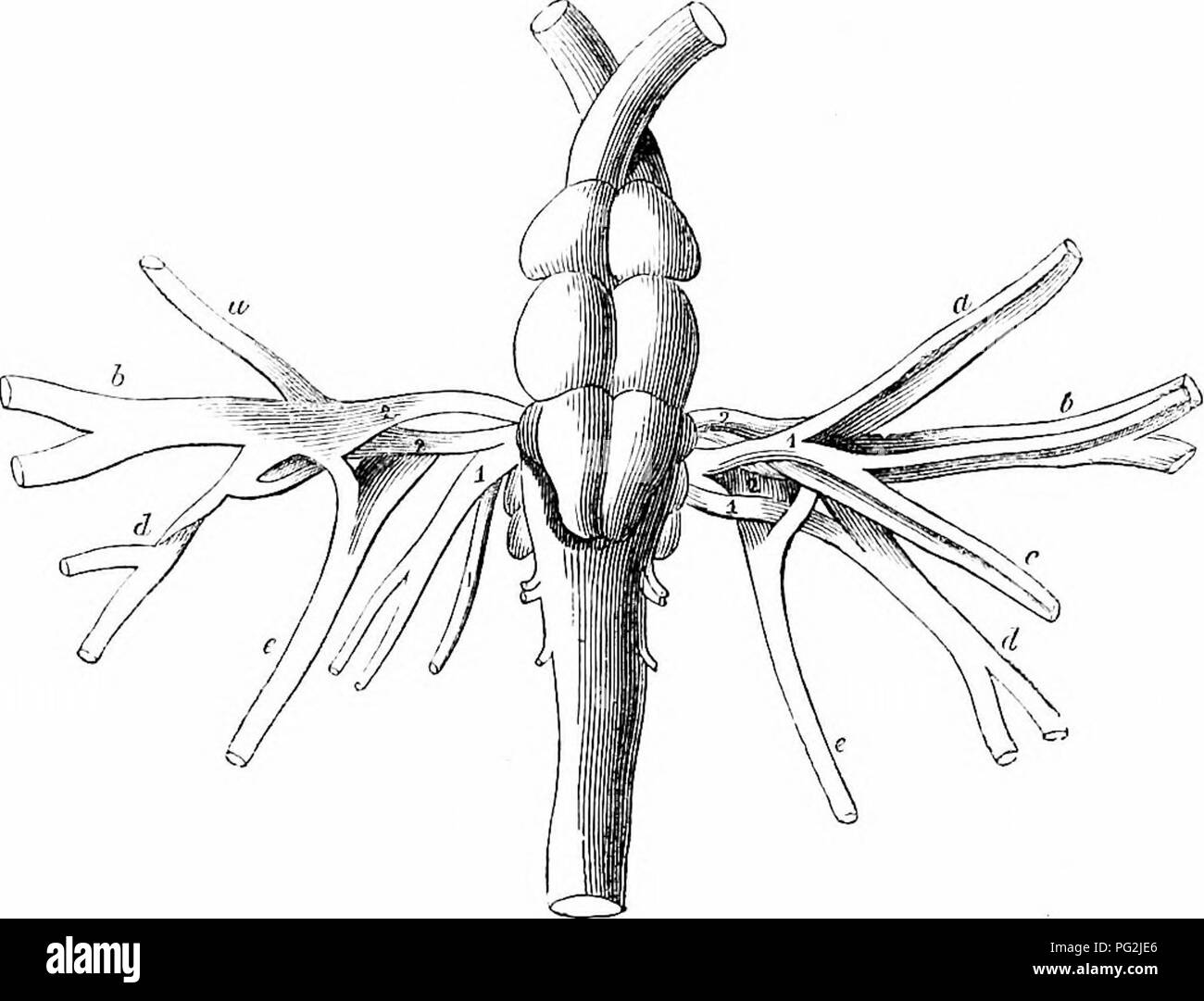 This 1866 anatomical text focuses on the nerve structure in fish ...