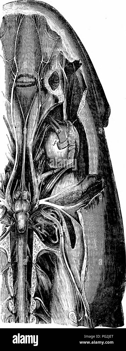 Rhinencephalon hi-res stock photography and images - Alamy