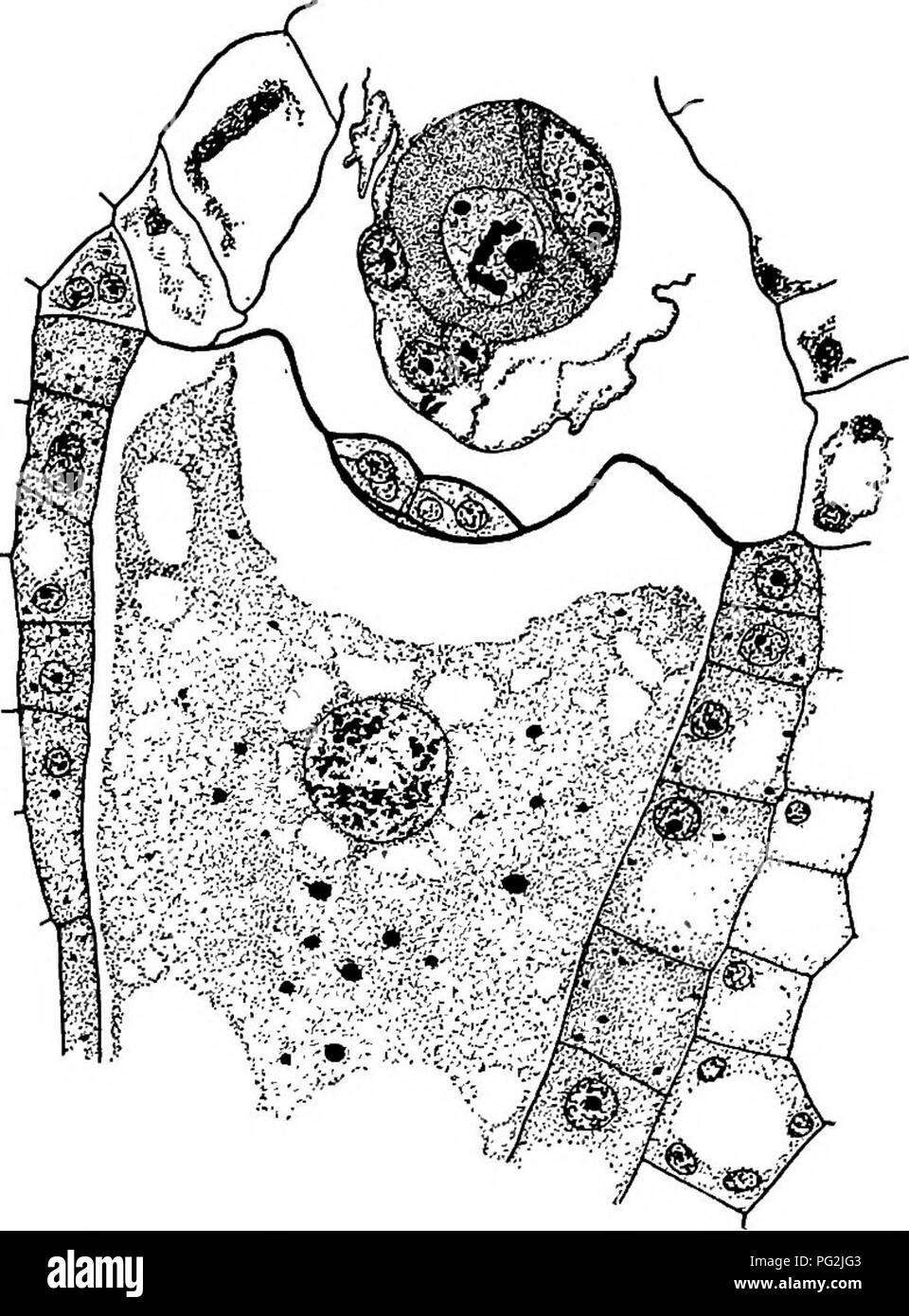 . Morphology of gymnosperms. Gymnosperms; Plant morphology. 342 ...