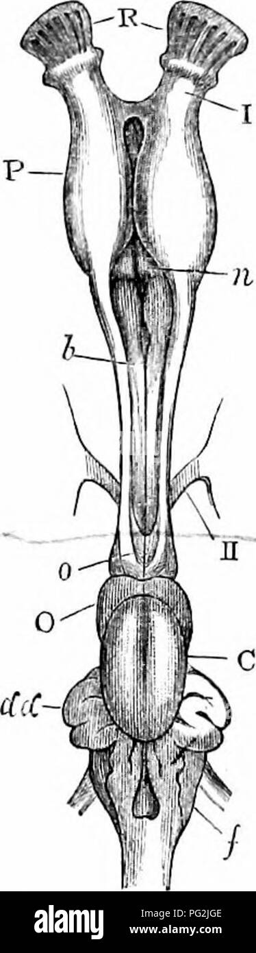 Fasciculi hi-res stock photography and images - Alamy
