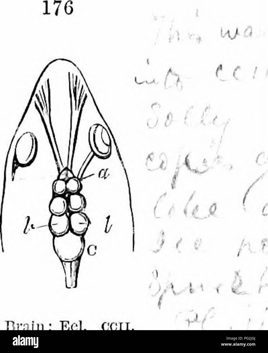 Flat eel Black and White Stock Photos & Images - Alamy