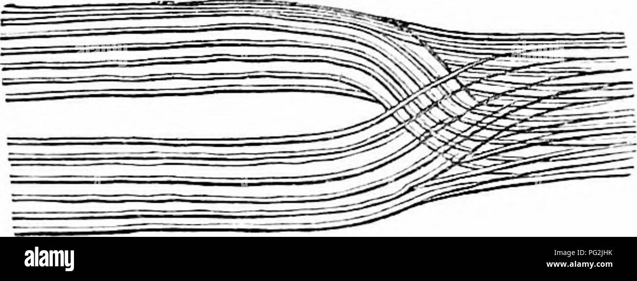 Membrana nictitans Black and White Stock Photos & Images - Alamy