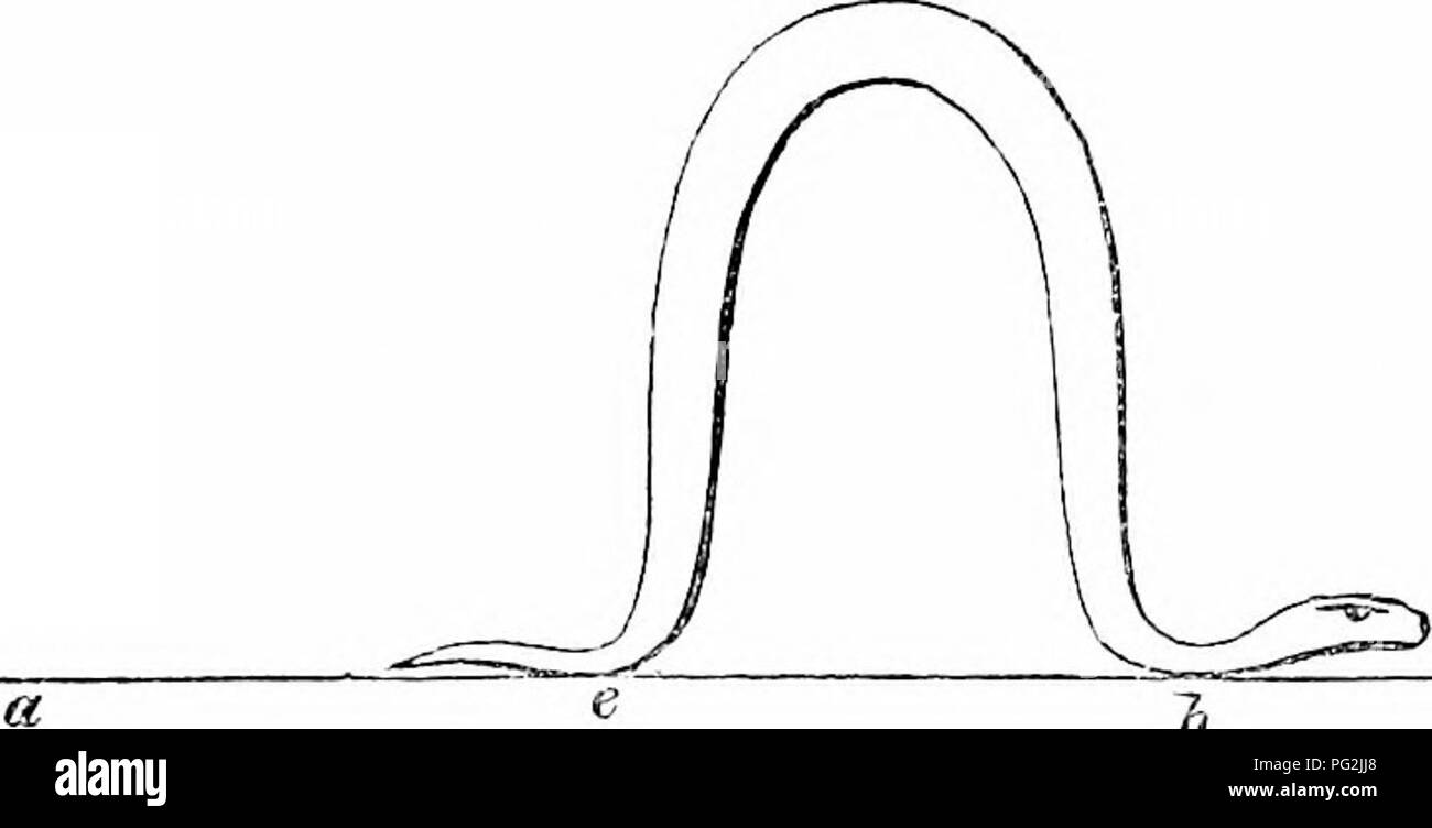 This work examines the anatomy of vertebrates, focusing on locomotion ...