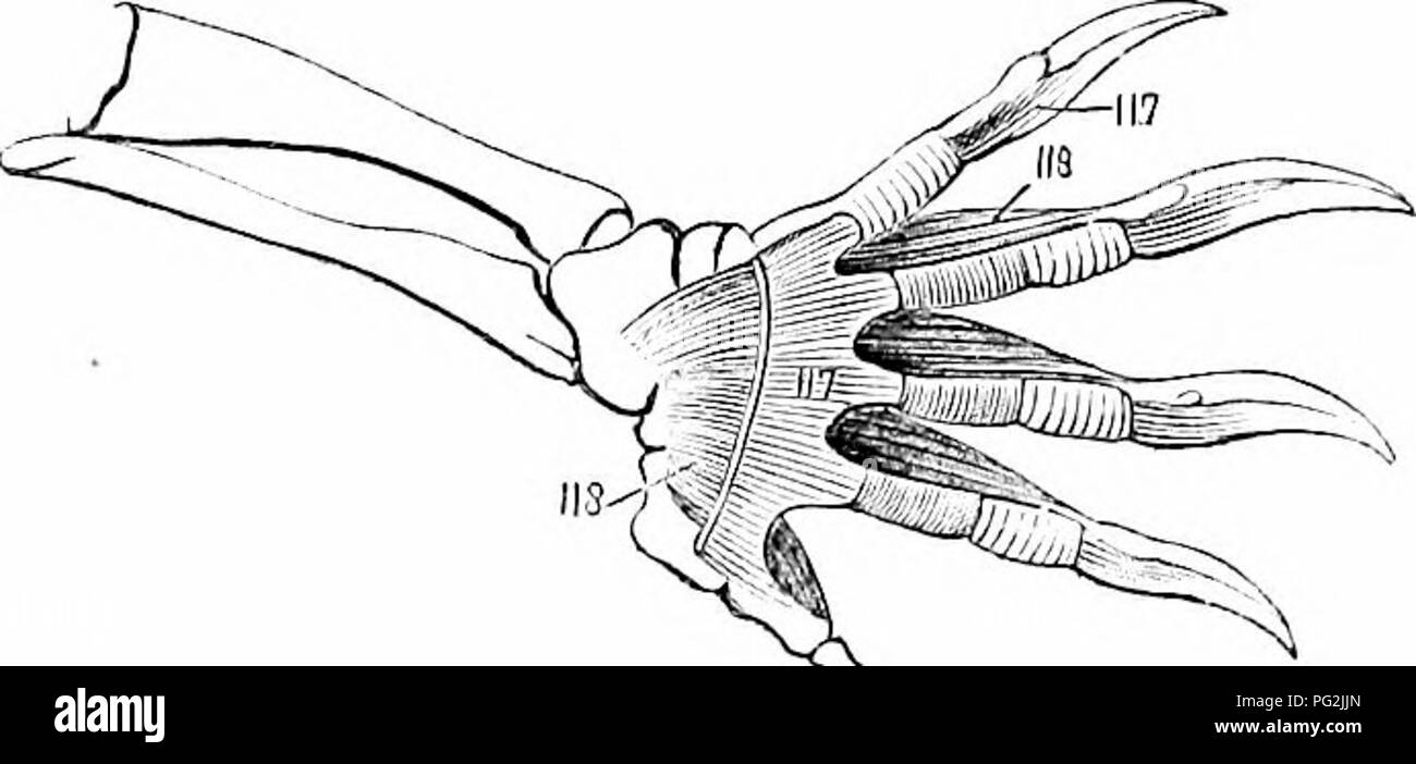 The anatomy of vertebrates, focusing on the myology of reptiles ...