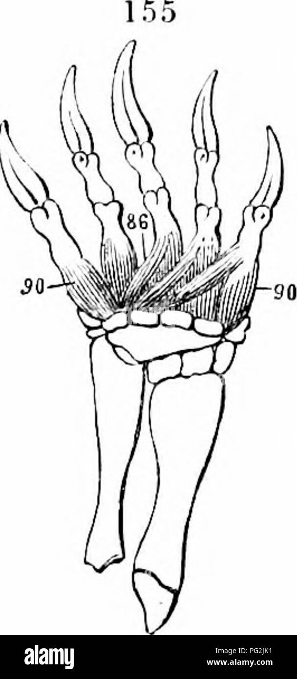 Palmar fascia hi-res stock photography and images - Alamy