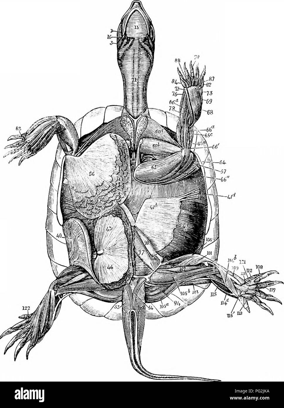 This 1866 work focuses on the comparative anatomy of vertebrates, with ...