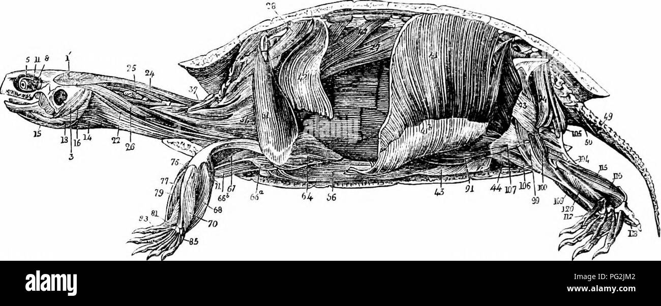Cervical Vertebrae Of Turtle