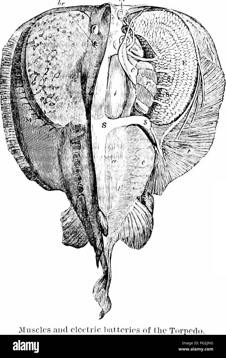 This image depicts the comparative anatomy of fish, focusing on their ...