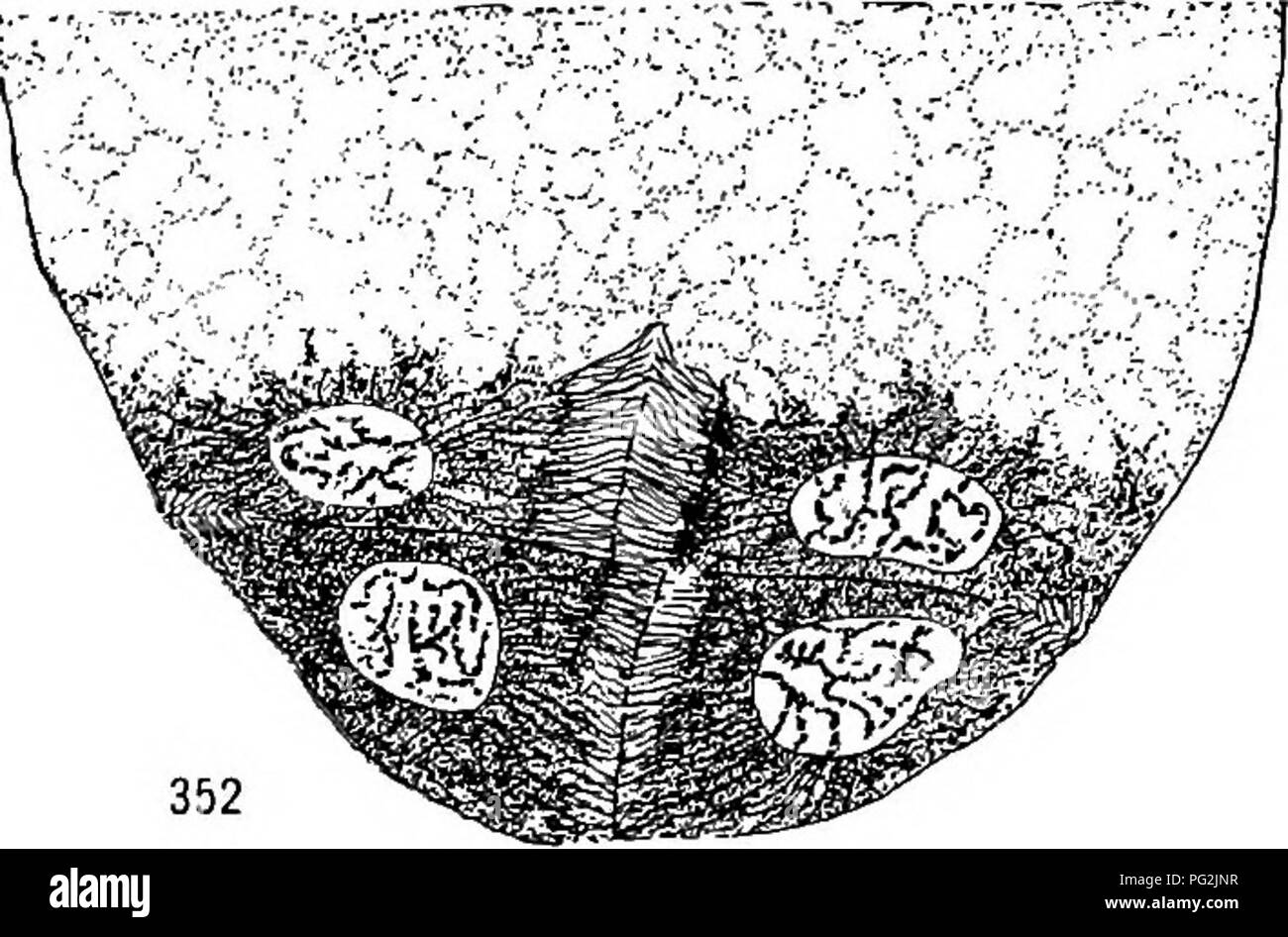 This work explores the detailed morphology of gymnosperms, particularly ...